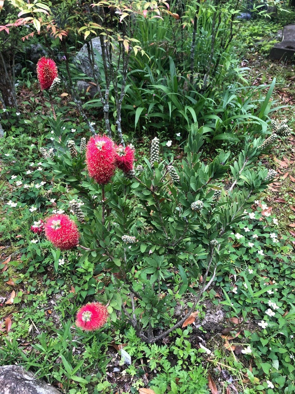 薪ストーブのある小さなおうち／神戸三宮から車20分【広々お庭でBBQ！】【冬も流しそうめん🎋】の写真24