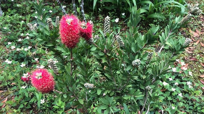 薪ストーブのある小さなおうち/神戸三宮から車20分【広々お庭でBBQ!】【冬も流しそうめん🎋】の写真24