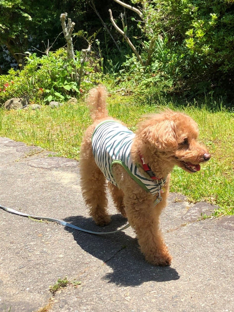 薪ストーブのある小さなおうち／神戸三宮から車20分【広々お庭でBBQ！】【冬も流しそうめん🎋】の写真14