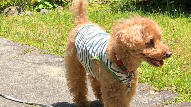 薪ストーブのある小さなおうち/神戸三宮から車20分【広々お庭でBBQ!】【冬も流しそうめん🎋】の写真14