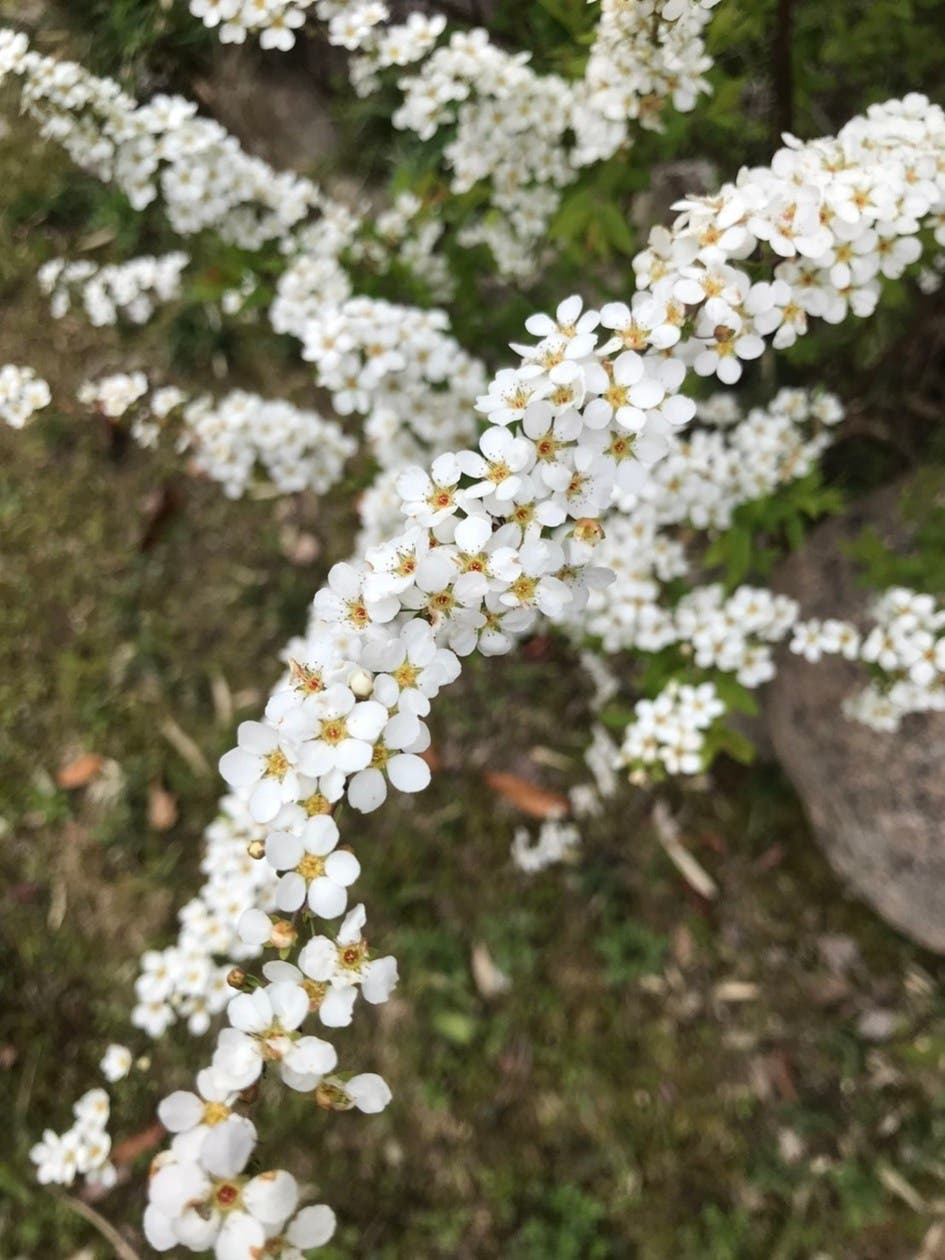薪ストーブのある小さなおうち／神戸三宮から車20分【広々お庭でBBQ！】【冬も流しそうめん🎋】の写真26