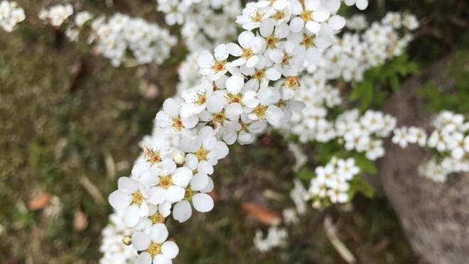 薪ストーブのある小さなおうち/神戸三宮から車20分【広々お庭でBBQ!】【冬も流しそうめん🎋】の写真26