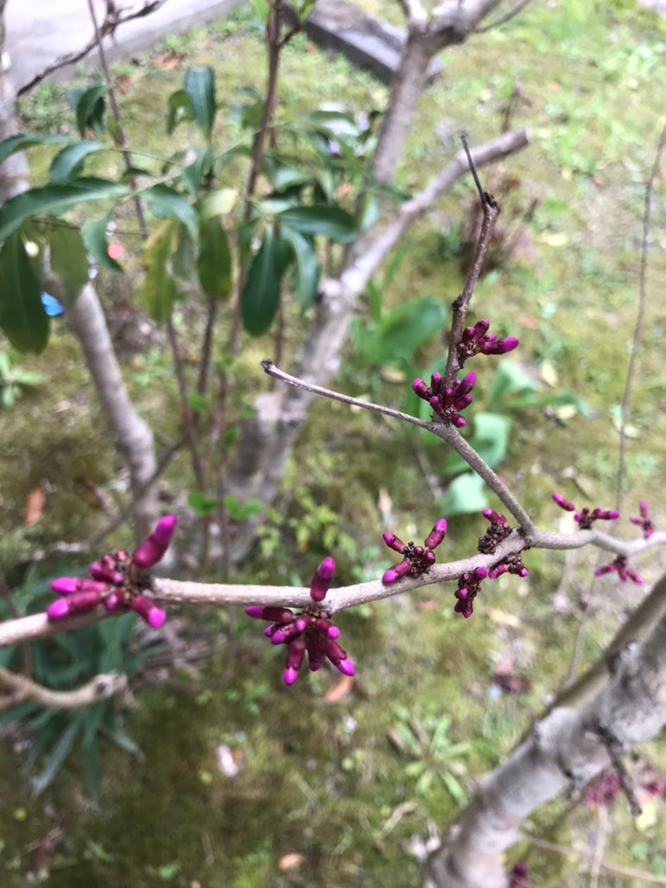 薪ストーブのある小さなおうち／神戸三宮から車20分【広々お庭でBBQ！】【冬も流しそうめん🎋】の写真25