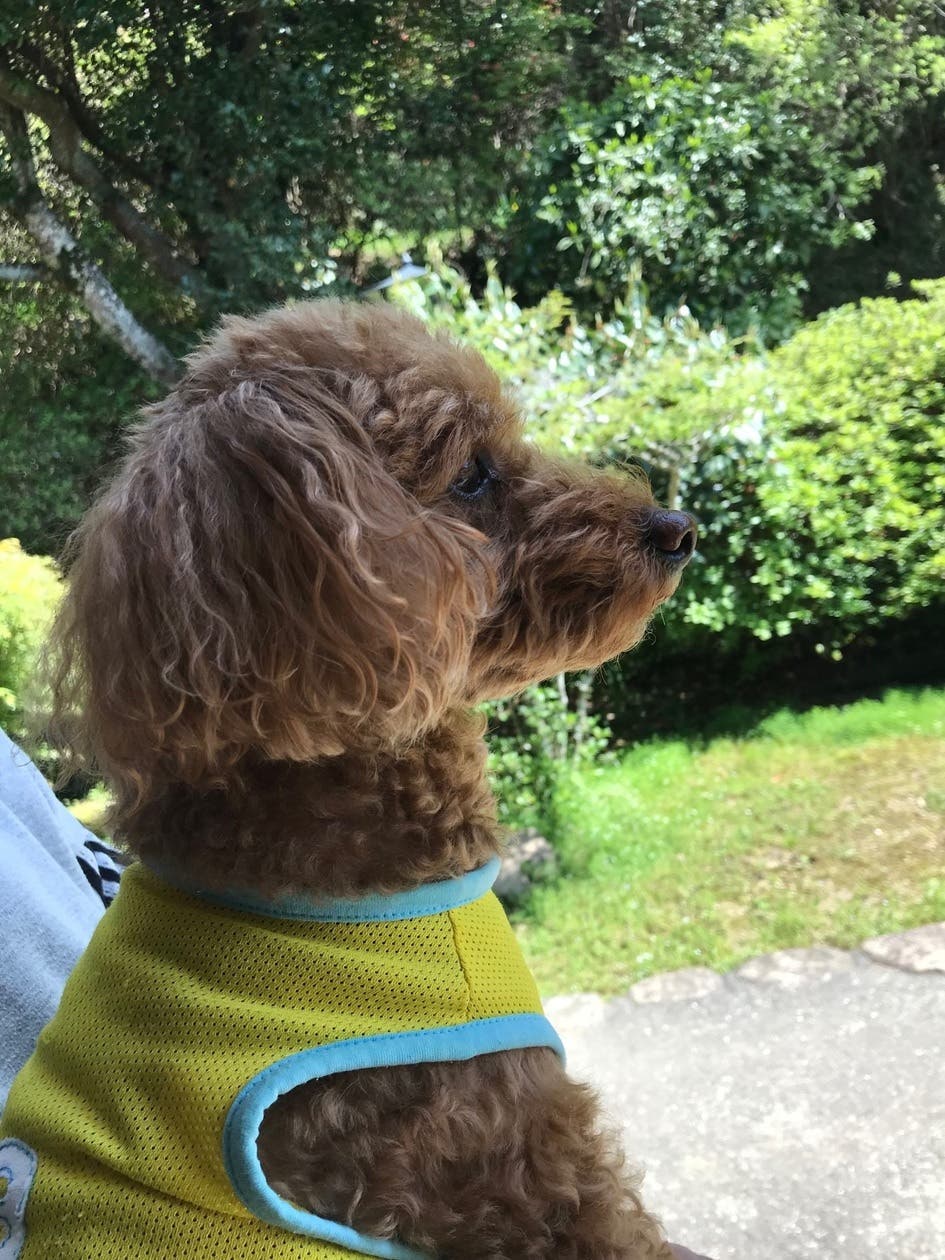 薪ストーブのある小さなおうち／神戸三宮から車20分【広々お庭でBBQ！】【冬も流しそうめん🎋】の写真27