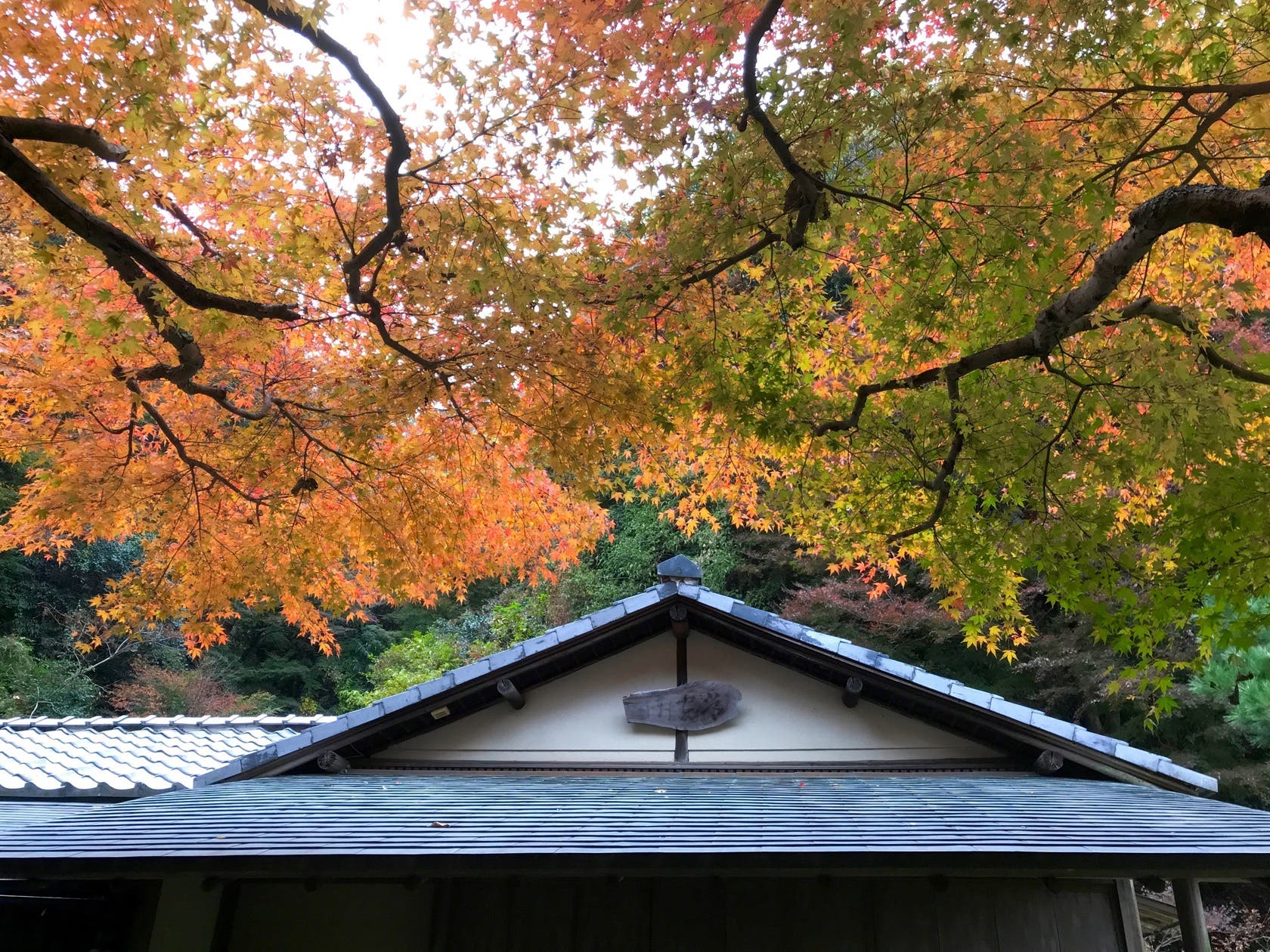 【鎌倉】本格茶室スペース//各種撮影・インバウンド・和の体験会・各種展示会にも。の写真9