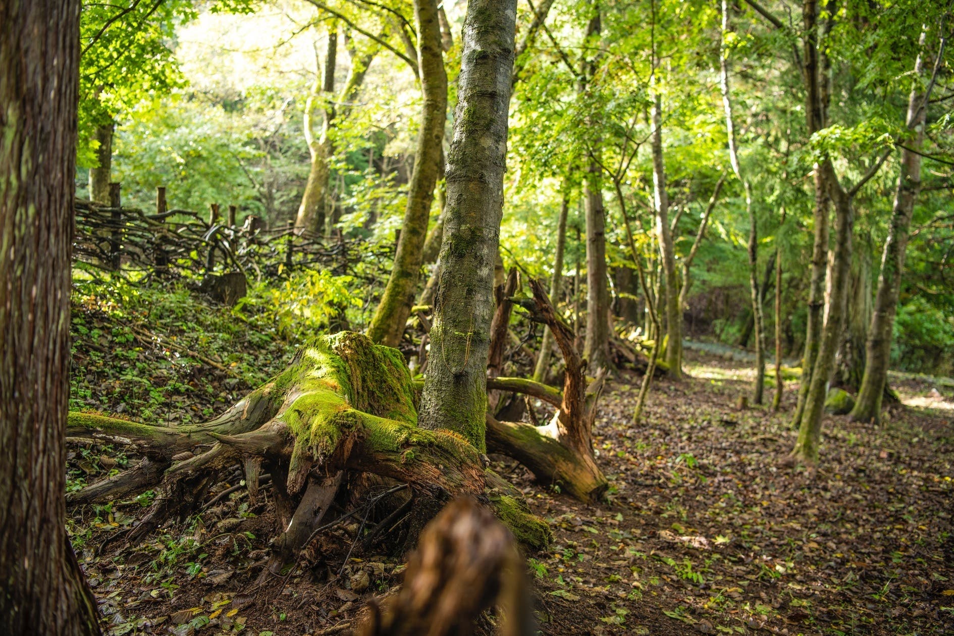 450坪の敷地全て貸切　都内から車で９０分と好アクセス！　川も森も　撮影利用などに！の写真15