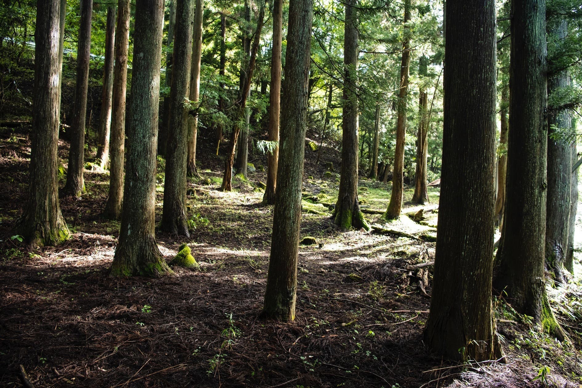 450坪の敷地全て貸切　都内から車で９０分と好アクセス！　川も森も　撮影利用などに！の写真18