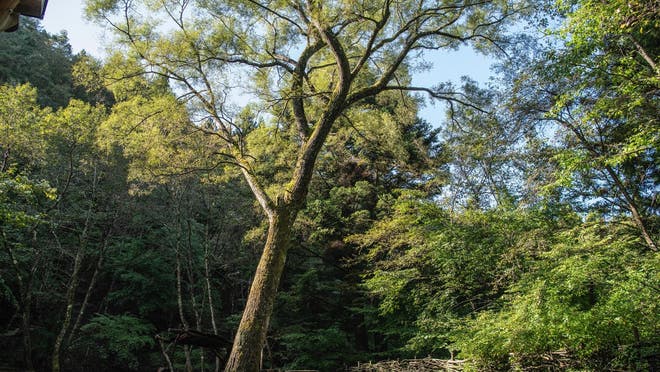 450坪の敷地全て貸切 都内から車で90分と好アクセス! 川も森も 撮影利用などに!の写真21