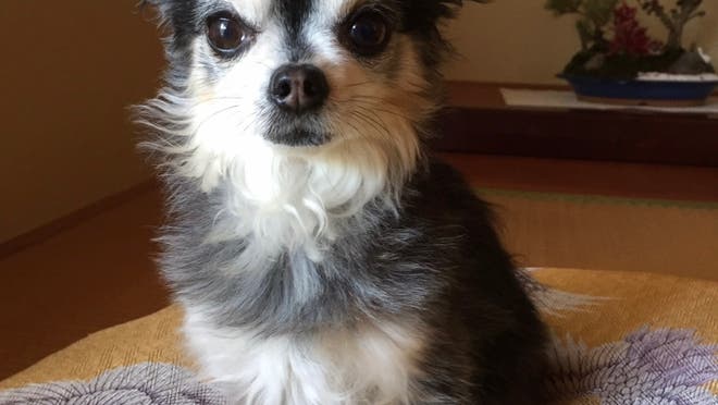 #23有馬温泉で個室で三密対策!1グループ、ファミリーで寛げる静かな和空間(8畳間)、24時間テレワークスペースとしても!の写真4