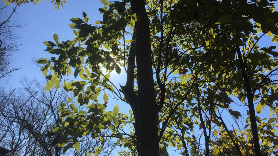 【鎌倉・極楽寺】天空の森・フォレストガーデンでグランピング＆パーティの写真6