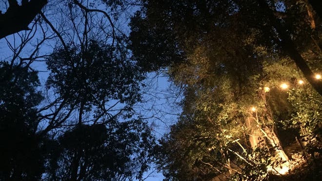 【鎌倉・極楽寺】天空の森・フォレストガーデンでグランピング&パーティの写真14