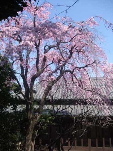 【竹ノ塚駅 / 浅草から電車で30分】築77年の国の登録文化財。洋館のある和風邸宅。撮影や会議・研修・前撮り写真でのご利用可能の写真26