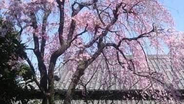 【竹ノ塚駅 / 浅草から電車で30分】築77年の国の登録文化財。洋館のある和風邸宅。撮影や会議・研修・前撮り写真でのご利用可能の写真26