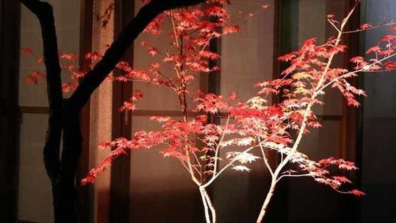 【竹ノ塚駅 / 浅草から電車で30分】築77年の国の登録文化財。洋館のある和風邸宅。撮影や会議・研修・前撮り写真でのご利用可能の写真27