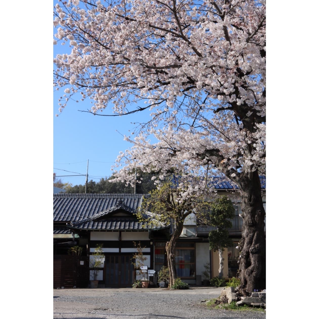 【吉祥寺・上石神井】「東京おかっぱちゃんハウス」敷地１００坪、築７５年の大きな古民家の写真27