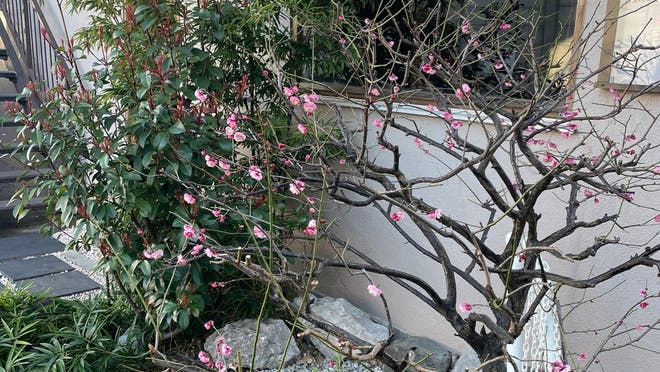 旧・台湾茶カフェ「霞月坊」オリエンタルな雰囲気抜群のスペース!お茶会・勉強会・展示会・撮影などに!の写真17