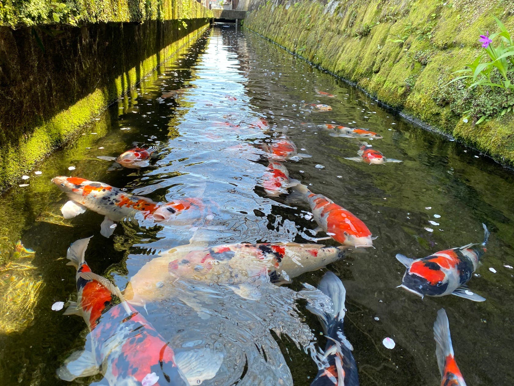 鯉が泳ぐ城下町にある貸スタジオ　会議・女子会・展示会・イベントなどOK！の写真9