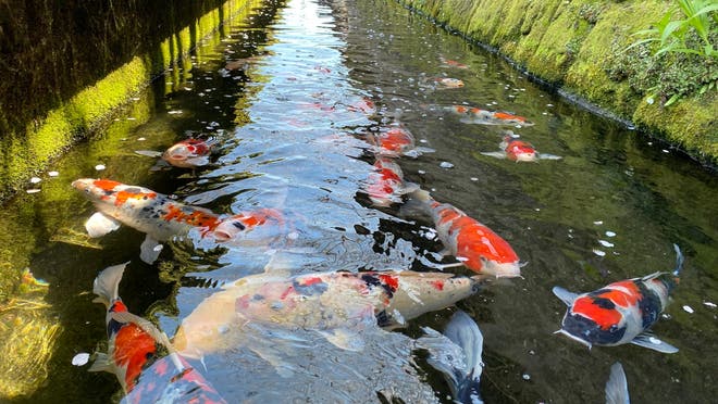 鯉が泳ぐ城下町にある貸スタジオ 会議・女子会・展示会・イベントなどOK!の写真9