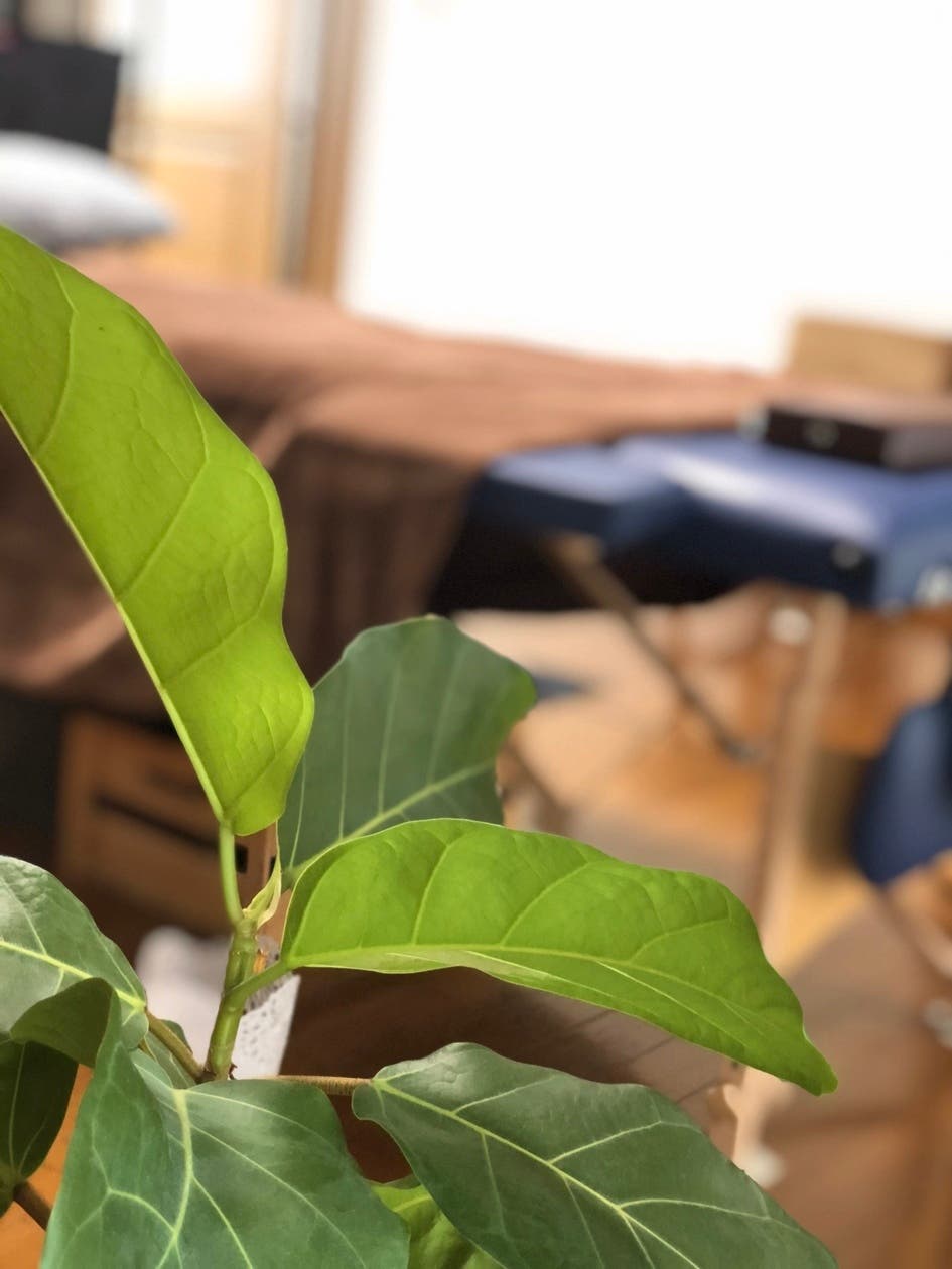 【エステルーム本館】岩倉駅近♪駐車場有✨ブラウンを基調としたナチュラル空間☆てぶらでOK!くつろぎ空間｜整体マッサージ｜🛜の写真3