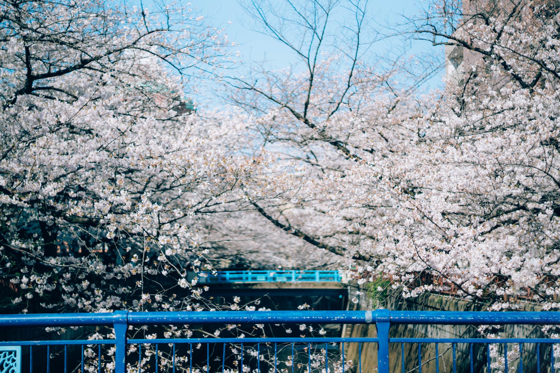 【駅徒歩5分、撮影・収録に】窓からの木漏れ日、大きな本棚が好評。フローリング、大きな窓は開放感があり、風通し抜群。の写真22