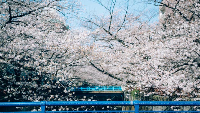 【駅徒歩5分、撮影・収録に】窓からの木漏れ日、大きな本棚が好評。フローリング、大きな窓は開放感があり、風通し抜群。の写真22