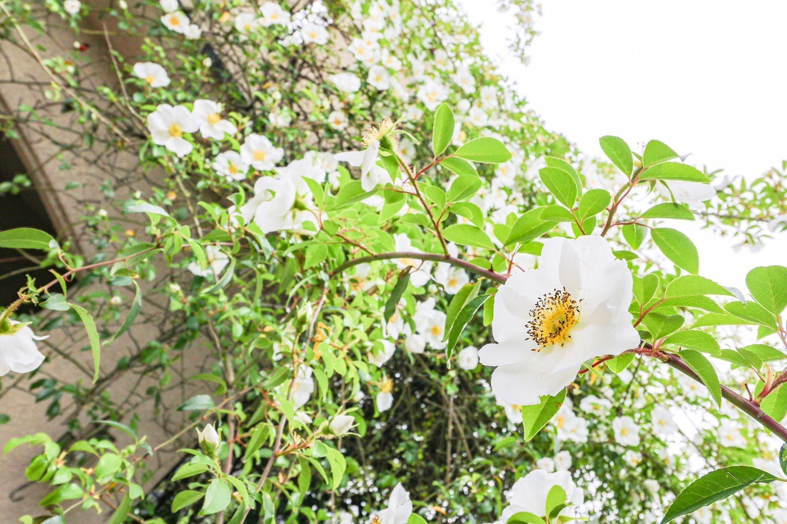 自然に囲まれたプライベートスペースです。優雅なひとときをお楽しみください。の写真19