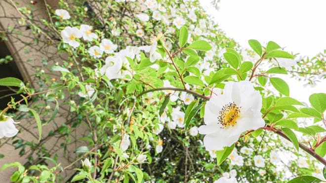自然に囲まれたプライベートスペースです。優雅なひとときをお楽しみください。の写真19