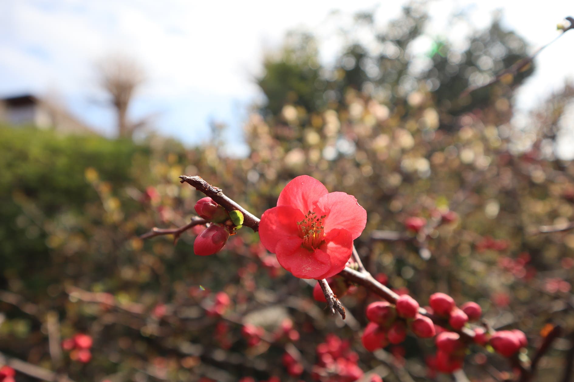 江ノ電由比ヶ浜駅徒歩３分【古民家カルチャーハウス 蕾の家】お庭のある古民家、海まで徒歩7分の写真7