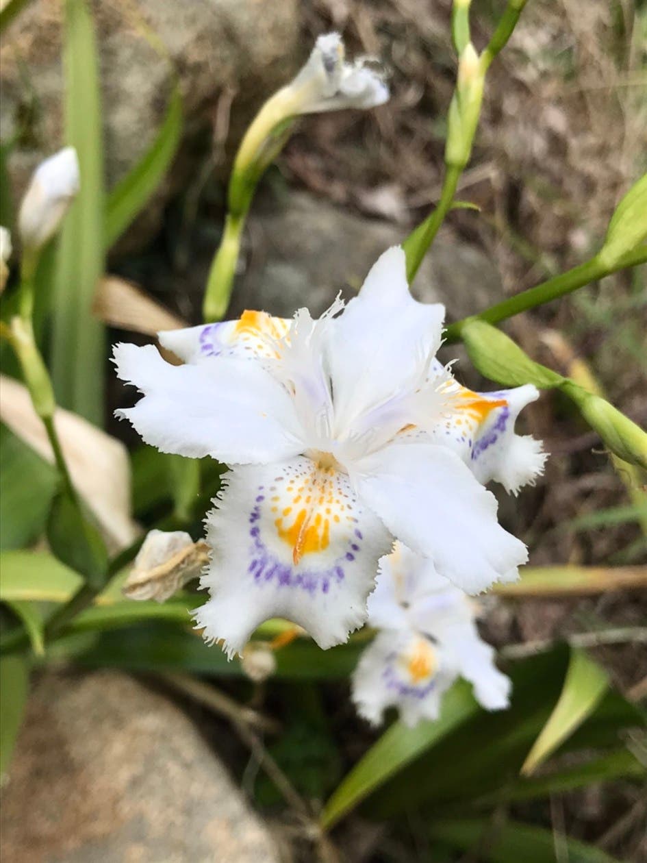 薪ストーブのある小さなおうち／神戸三宮から車20分【広々お庭でBBQ！】【冬も流しそうめん🎋】の写真16