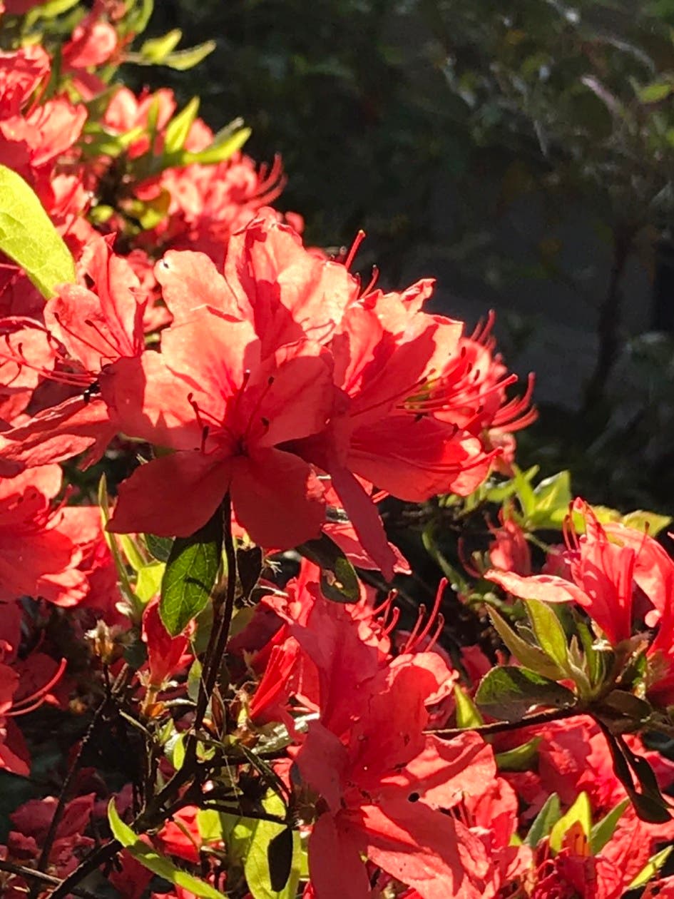 薪ストーブのある小さなおうち／神戸三宮から車20分【広々お庭でBBQ！】【冬も流しそうめん🎋】の写真17