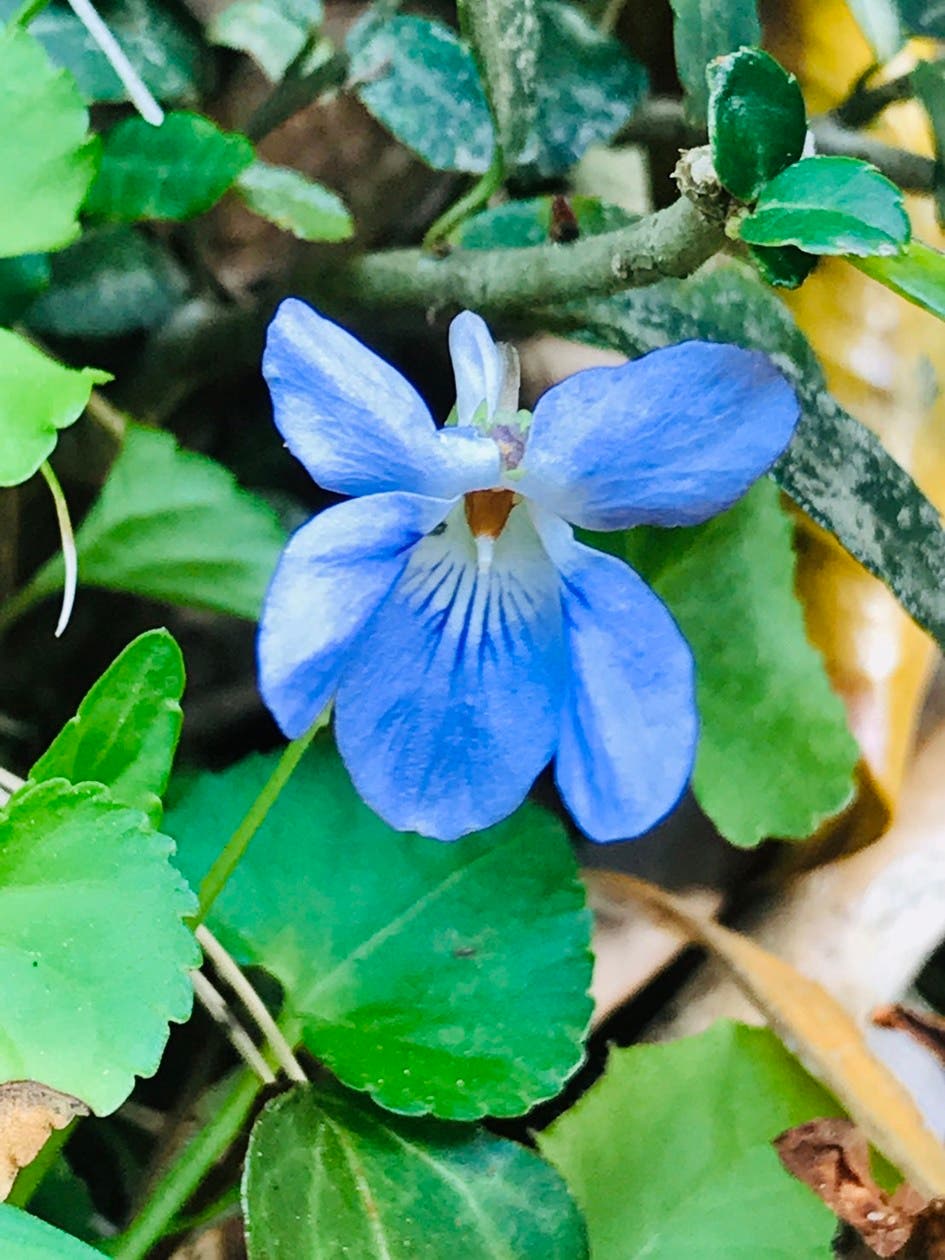 薪ストーブのある小さなおうち／神戸三宮から車20分【広々お庭でBBQ！】【冬も流しそうめん🎋】の写真18
