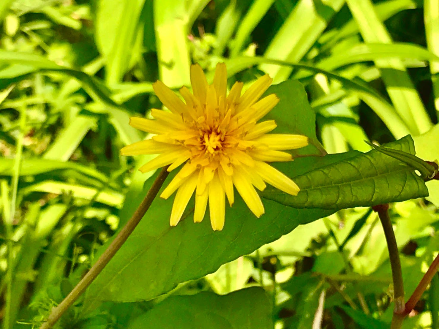 薪ストーブのある小さなおうち／神戸三宮から車20分【広々お庭でBBQ！】【冬も流しそうめん🎋】の写真19