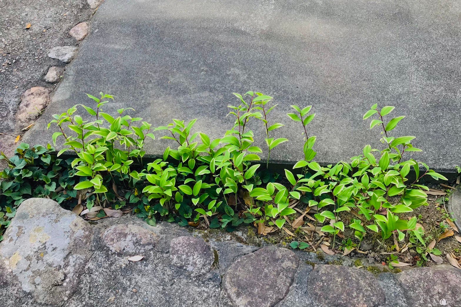 薪ストーブのある小さなおうち／神戸三宮から車20分【広々お庭でBBQ！】【冬も流しそうめん🎋】の写真20