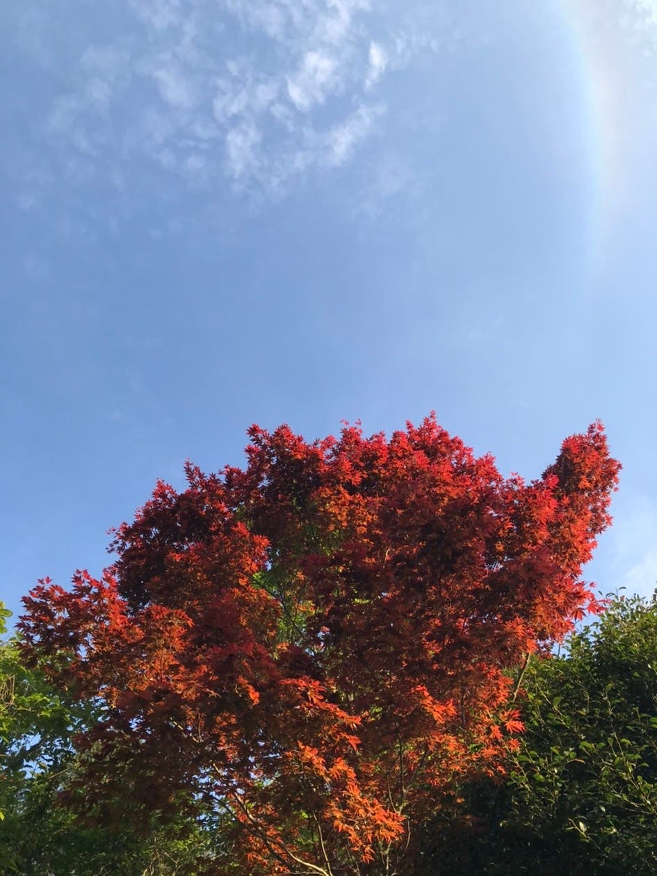 薪ストーブのある小さなおうち／神戸三宮から車20分【広々お庭でBBQ！】【冬も流しそうめん🎋】の写真22