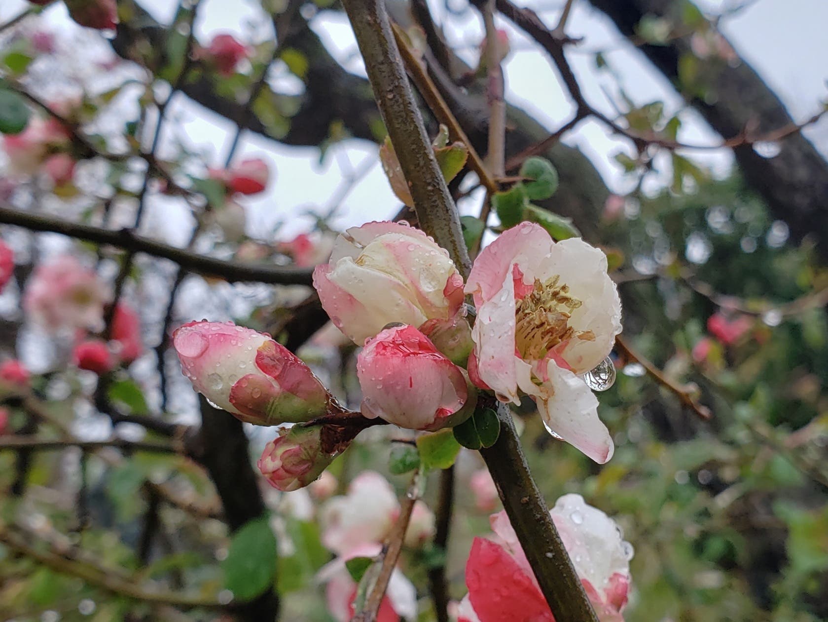 メディアで取り上げられている古民家カフェを特別開放。撮影/BBQ/会議に最適！！コスプレご利用多数・お子様連れBBQも安心の写真8