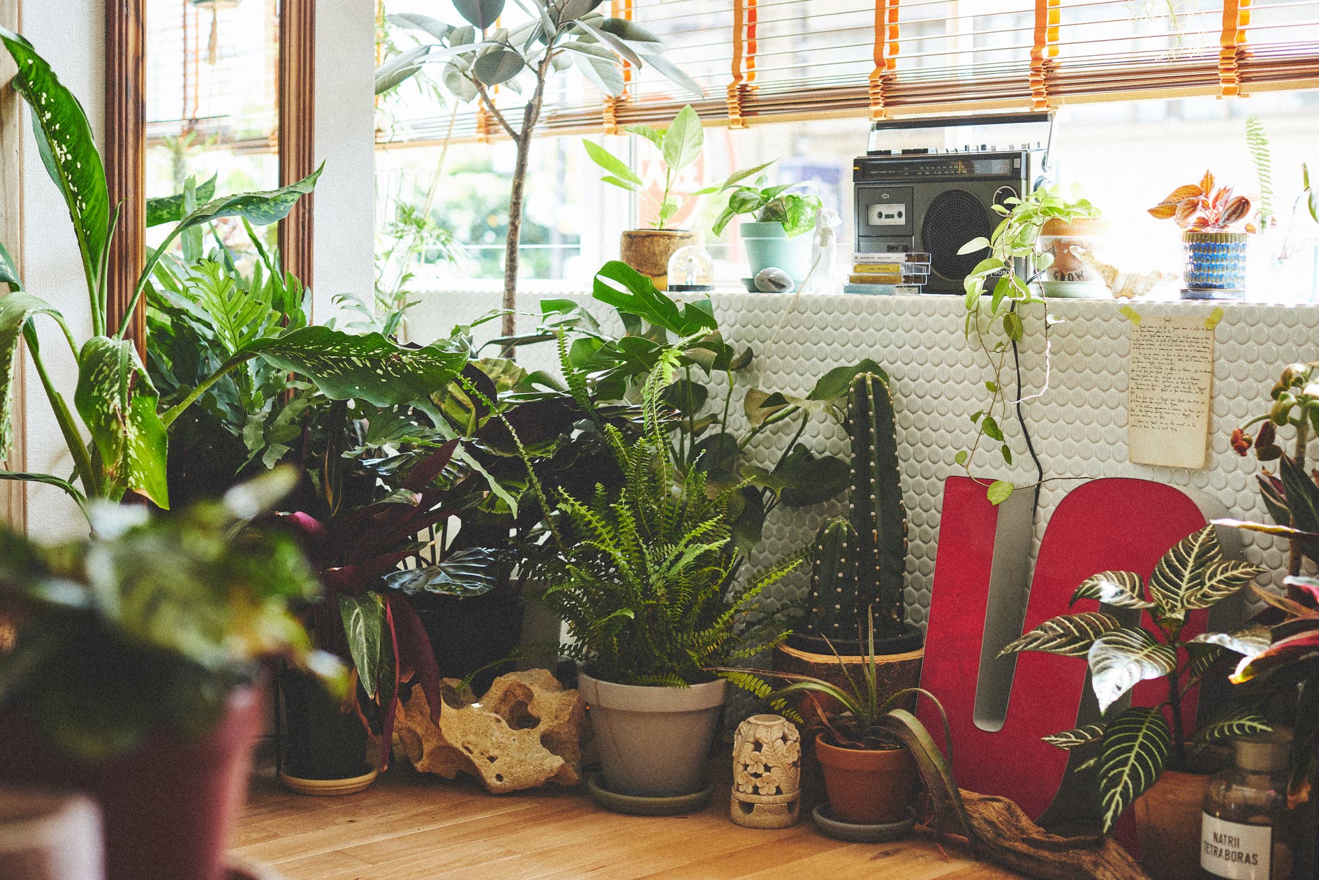 実際に人が住んでいるかのような生活感を、圧巻の植物たちが包み込むハウススタジオの写真4