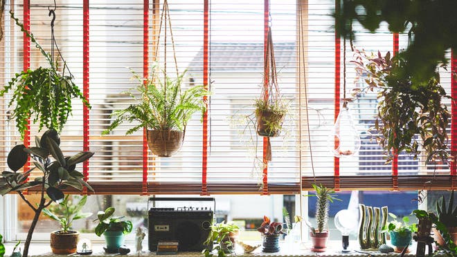 実際に人が住んでいるかのような生活感を、圧巻の植物たちが包み込むハウススタジオの写真5