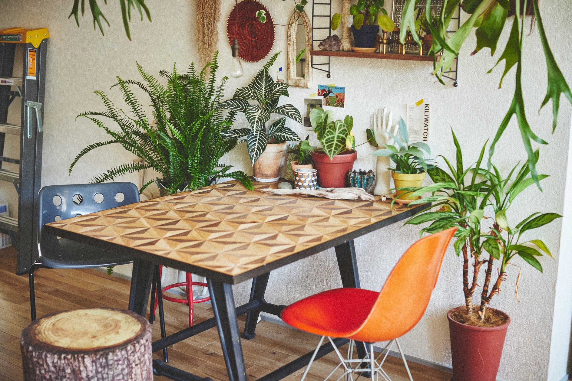 実際に人が住んでいるかのような生活感を、圧巻の植物たちが包み込むハウススタジオの写真10