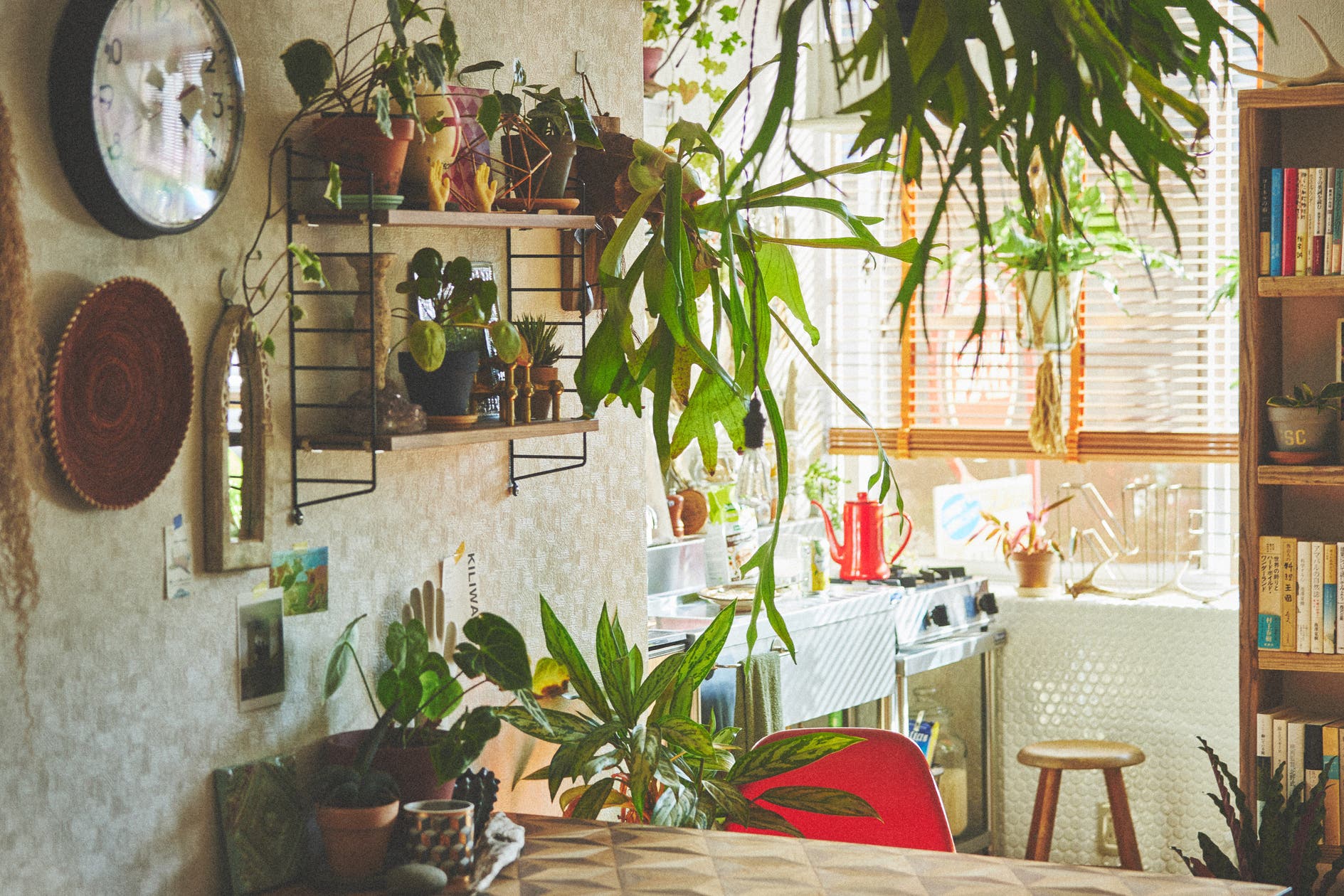 実際に人が住んでいるかのような生活感を、圧巻の植物たちが包み込むハウススタジオの写真9