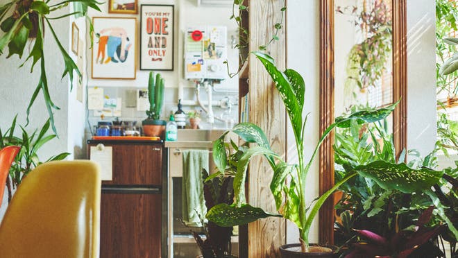 実際に人が住んでいるかのような生活感を、圧巻の植物たちが包み込むハウススタジオの写真12