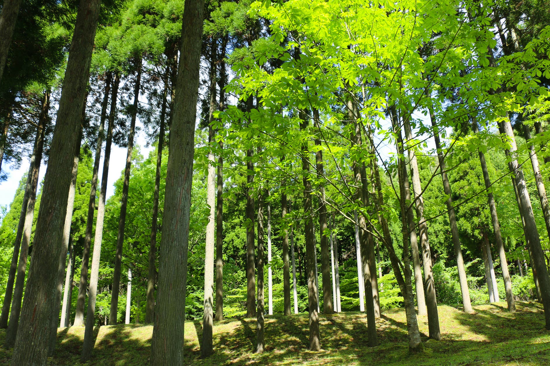 大自然の中で貸切ワーケーション！プライベートBBQ、撮影、多目的イベントスペース（キャンプ場）の写真10