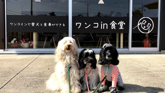 ワンコも一緒に入れる食堂のスペース貸しの写真1