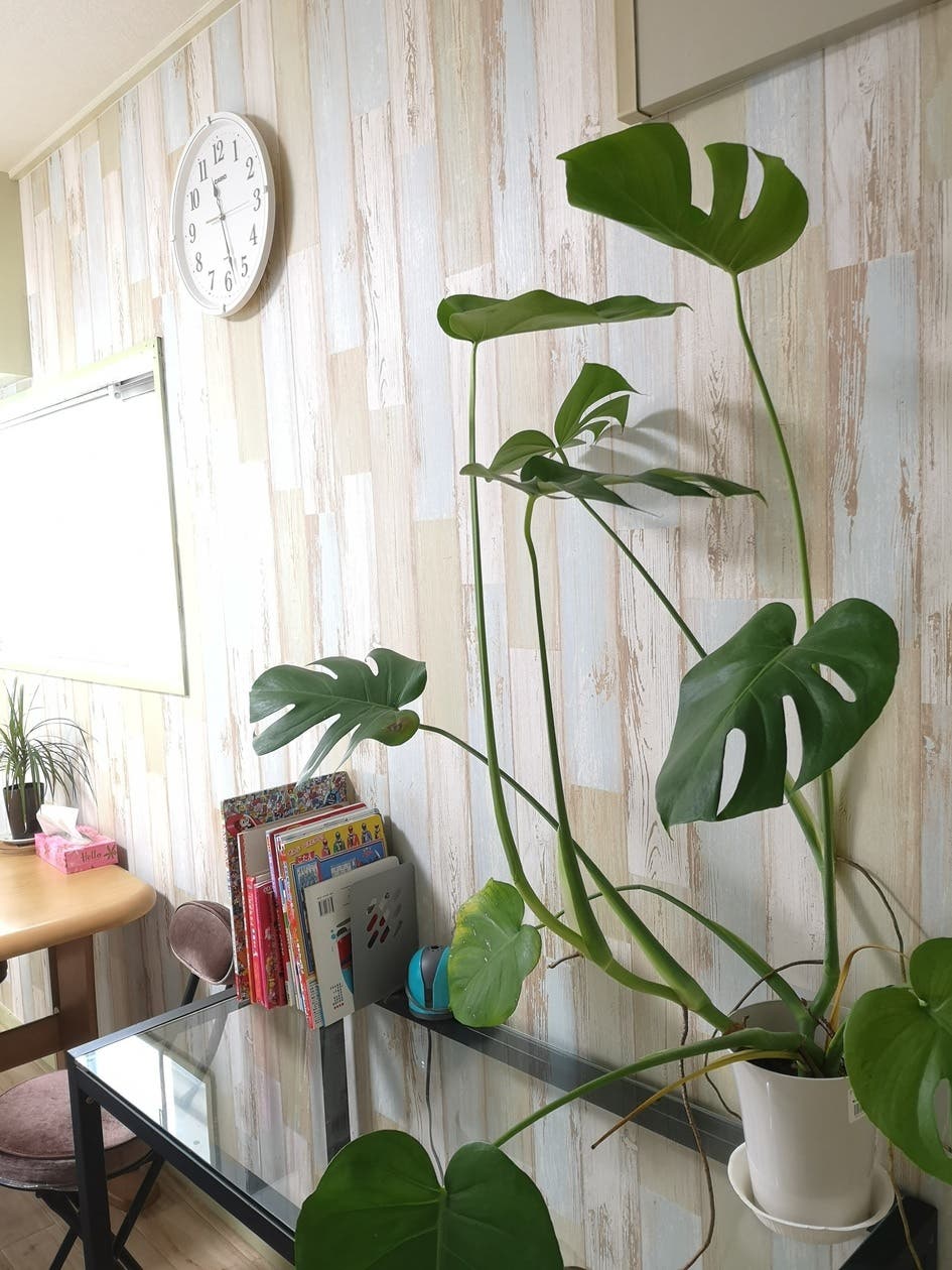 広い一軒家の一階部分貸し出し、高松駅、港徒歩5分、スーパー1分、海、浜辺2分。の写真5