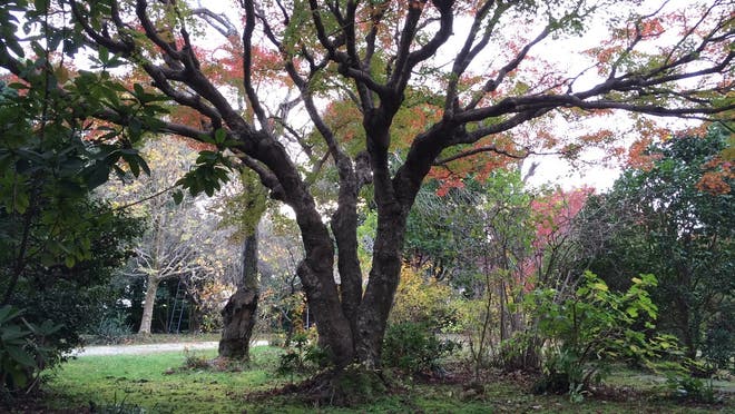 かたくりの郷の写真2