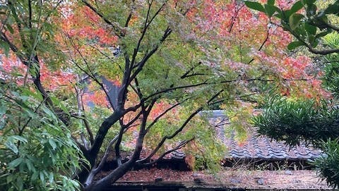 江戸末期の建物で、庭には樹齢約200年の松があるパワースポットの写真10