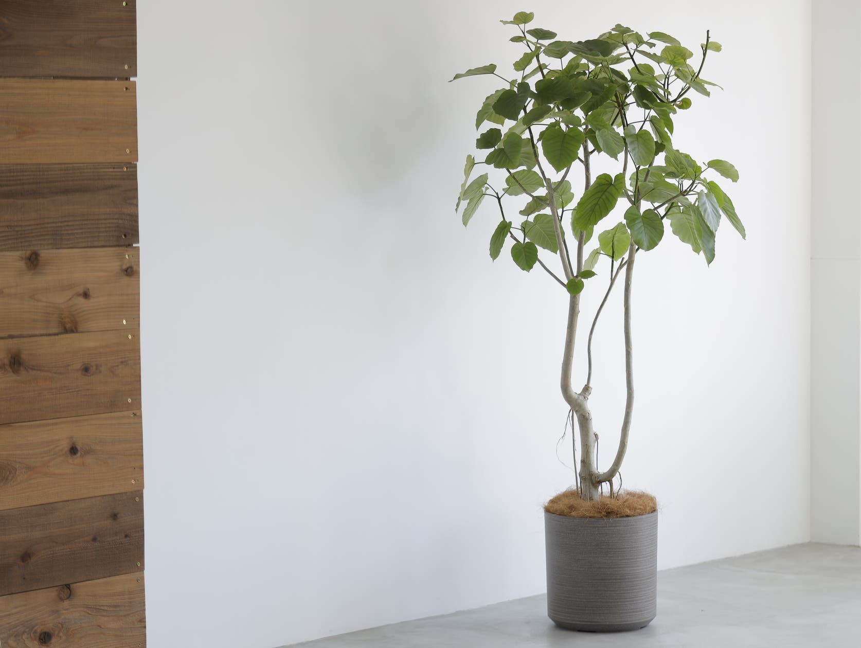 本八幡駅から徒歩4分。ライティング不要の明るい自然光で撮影できるスタジオ。閑静な住宅街ながら近隣にドンキなどあり便利な立地。の写真27