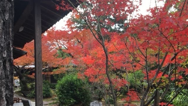 新緑や紅葉🍁など庭の木々が季節ごとに違う景色を見せてくれます。 紅葉の時期は見事です!の写真6