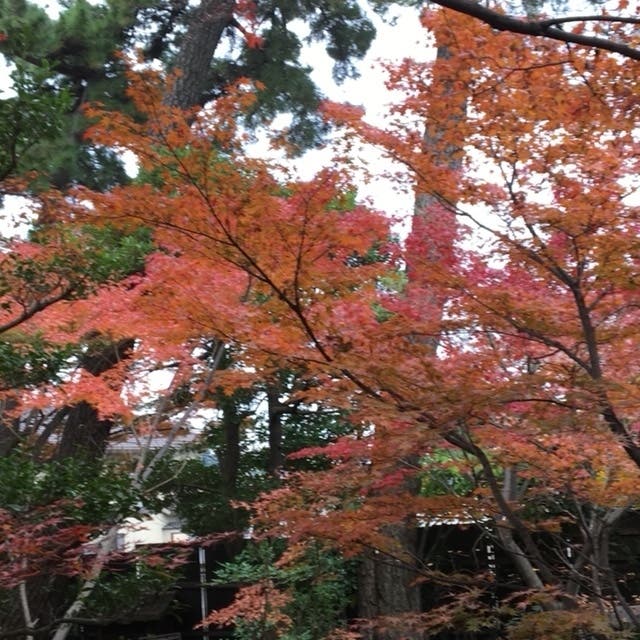新緑や紅葉🍁など庭の木々が季節ごとに違う景色を見せてくれます。　紅葉の時期は見事です！の写真8