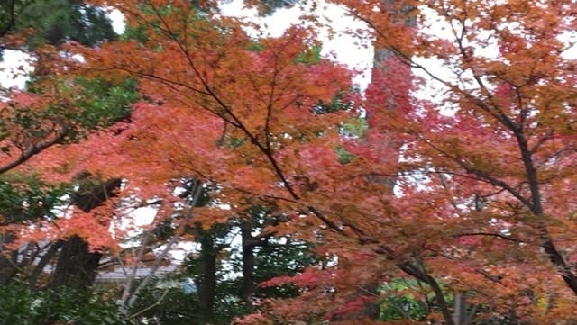 新緑や紅葉🍁など庭の木々が季節ごとに違う景色を見せてくれます。 紅葉の時期は見事です!の写真8