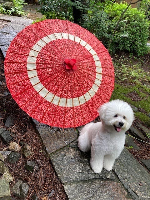 新緑や紅葉🍁など庭の木々が季節ごとに違う景色を見せてくれます。　紅葉の時期は見事です！の写真9